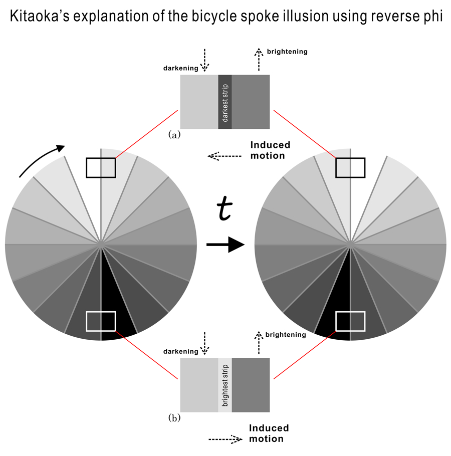 Footstep illusion: Anstis, S. M. (2001). Footsteps and inchworms ...